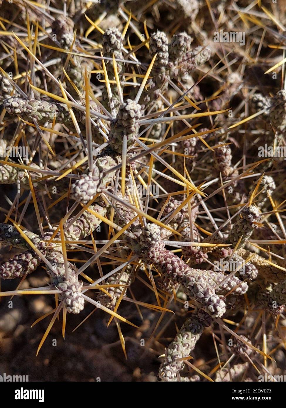 Branched Pencil Cholla (Cylindropuntia ramosissima), Plantae, Clark ...