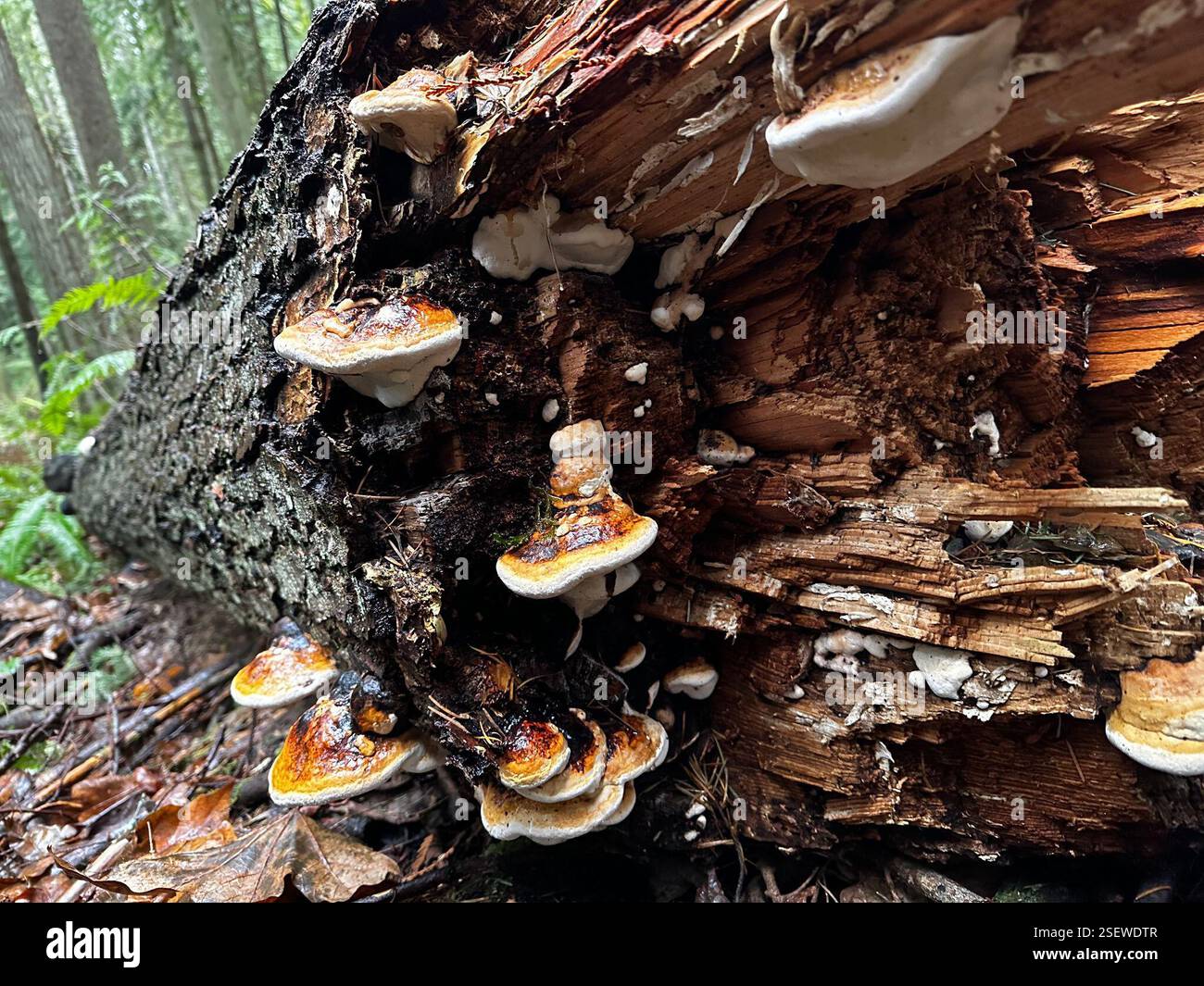Northern Red Belt (Fomitopsis mounceae), Fungi, Lake Padden Park ...