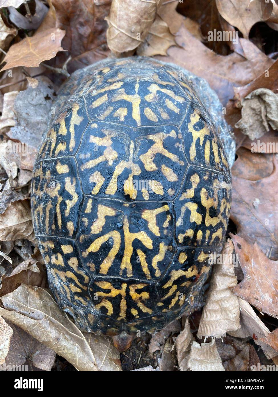 Eastern Box Turtle (Terrapene carolina carolina), Reptilia, Indiana, US ...