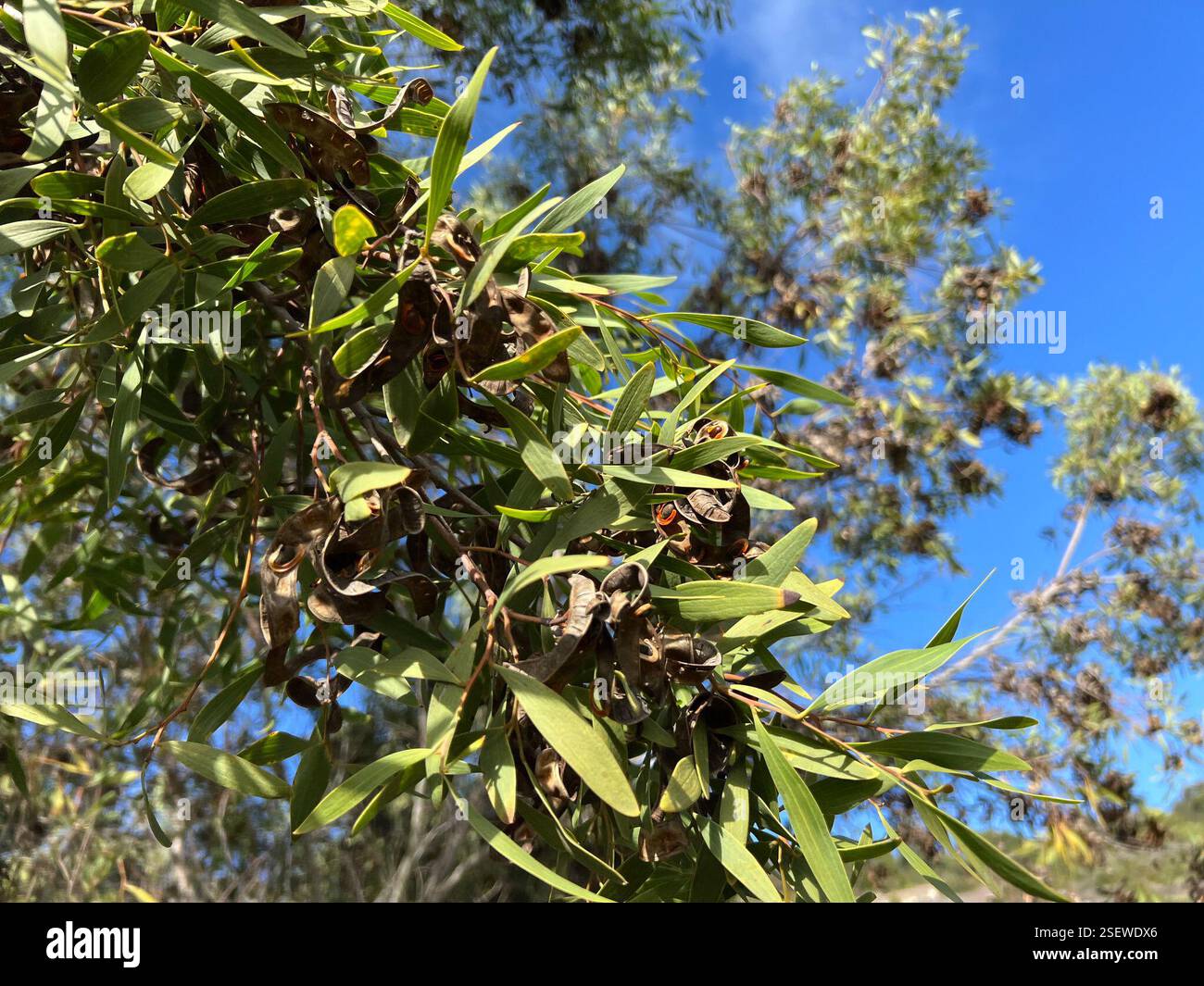 western coastal wattle (Acacia cyclops), Plantae, Portuguese Bend ...
