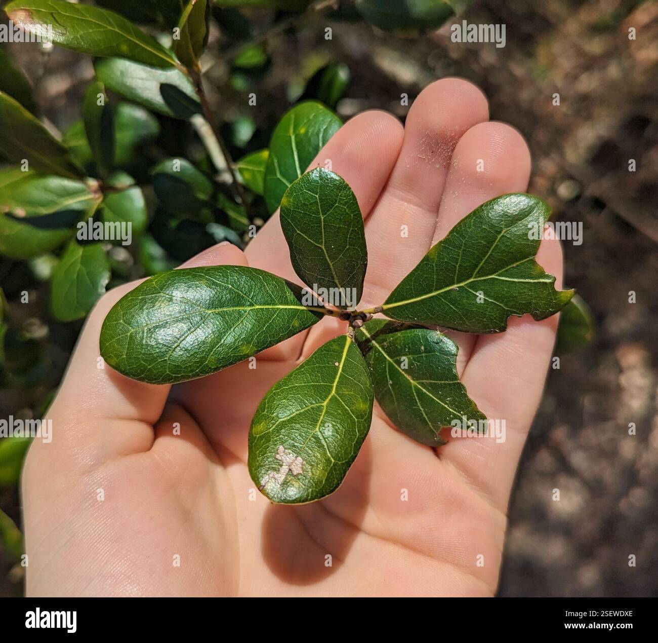 Myrtle Oak (Quercus myrtifolia), Plantae, Spring Hill, FL 34607, USA ...
