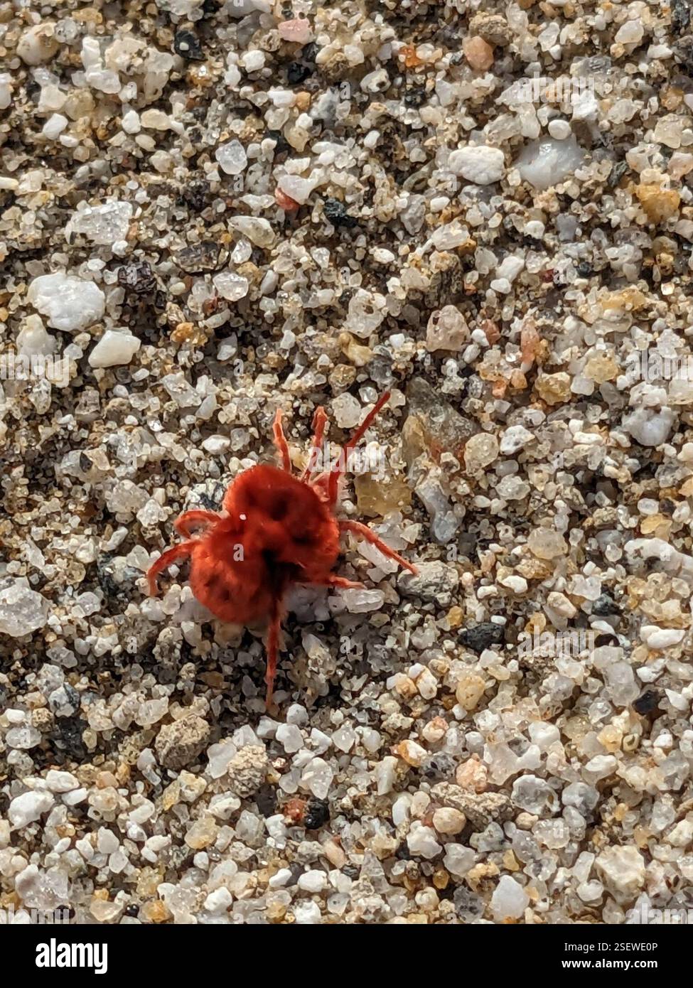 (Trombidium), Arachnida, San Diego County, CA, USA Stock Photo - Alamy