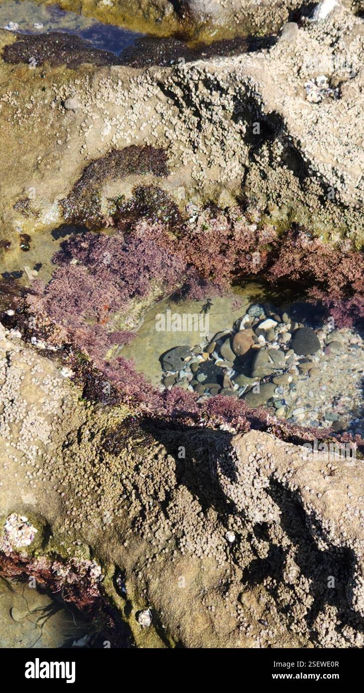 Red Coralline Algae (Jania), Plantae, Orange County, CA, USA Stock ...