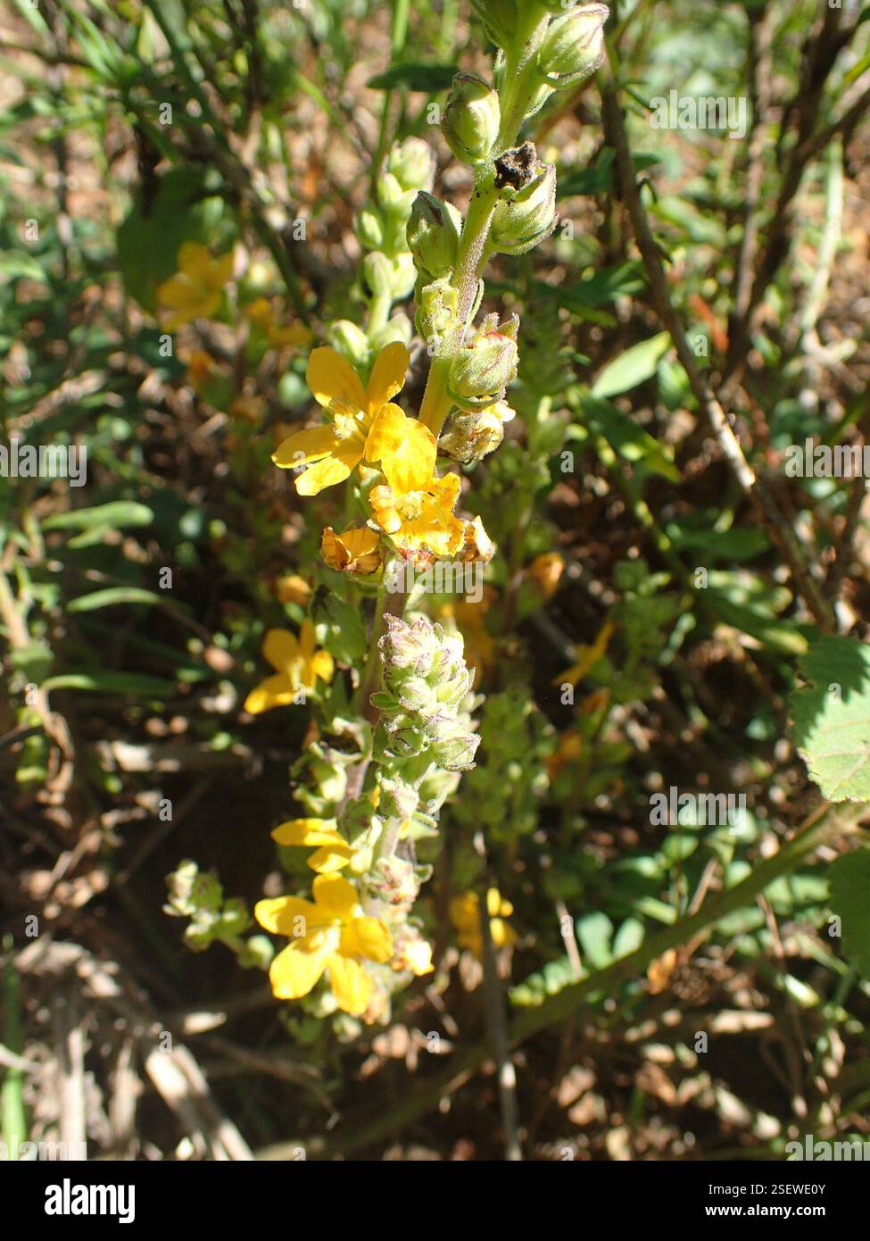 Cape Paintflower (Alectra capensis), Plantae, uMgungundlovu District ...