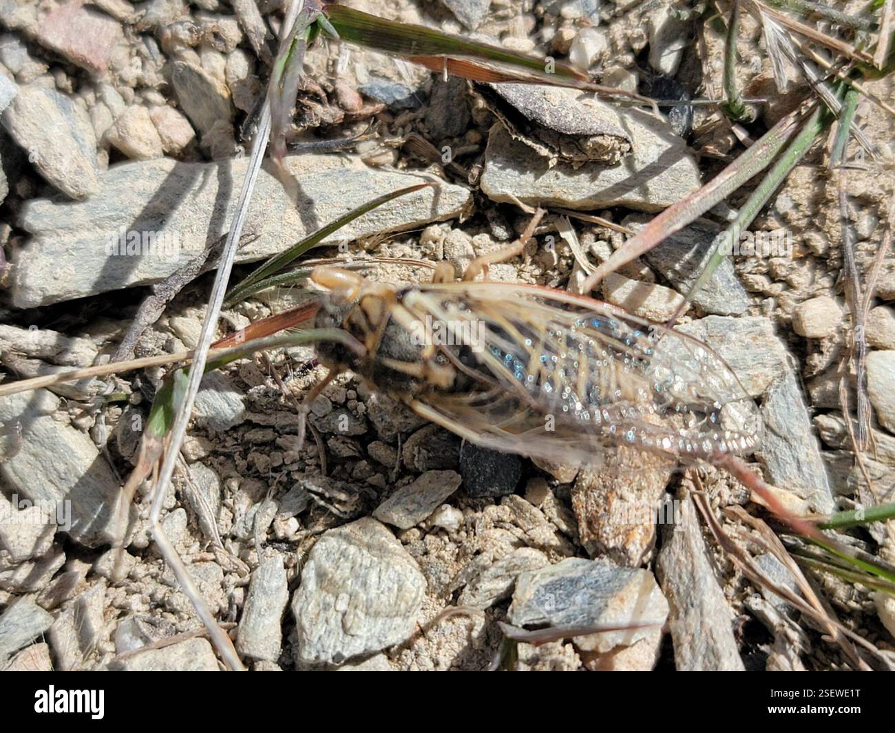 Black Cicadas (Maoricicada), Insecta, John Creek, New Zealand Stock ...