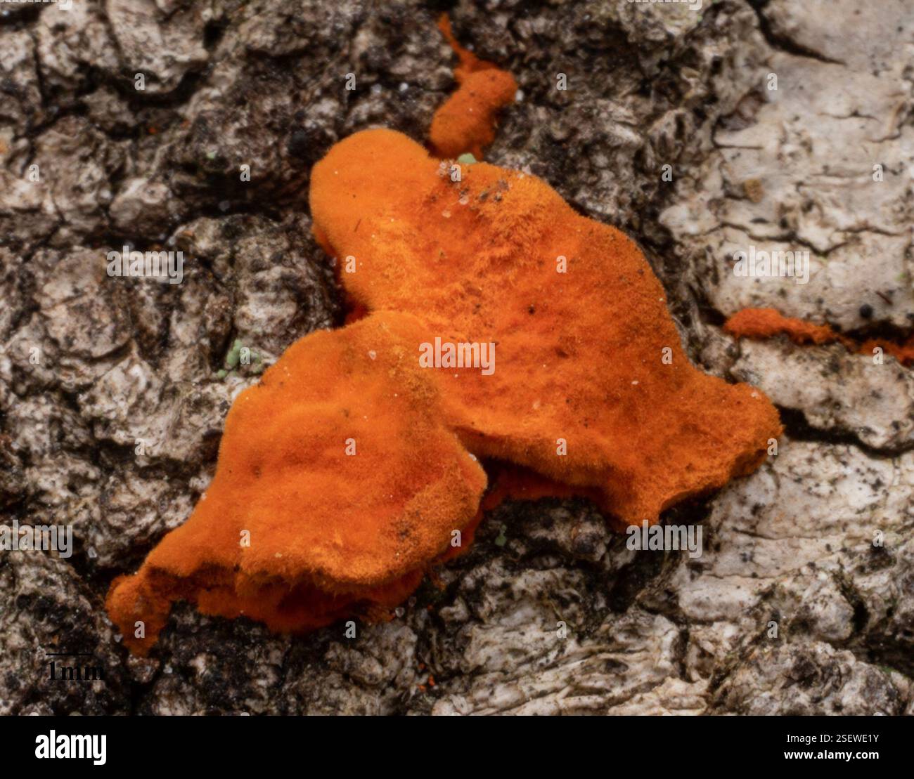 mushrooms, bracket fungi, puffballs, and allies (Agaricomycetes), Fungi ...