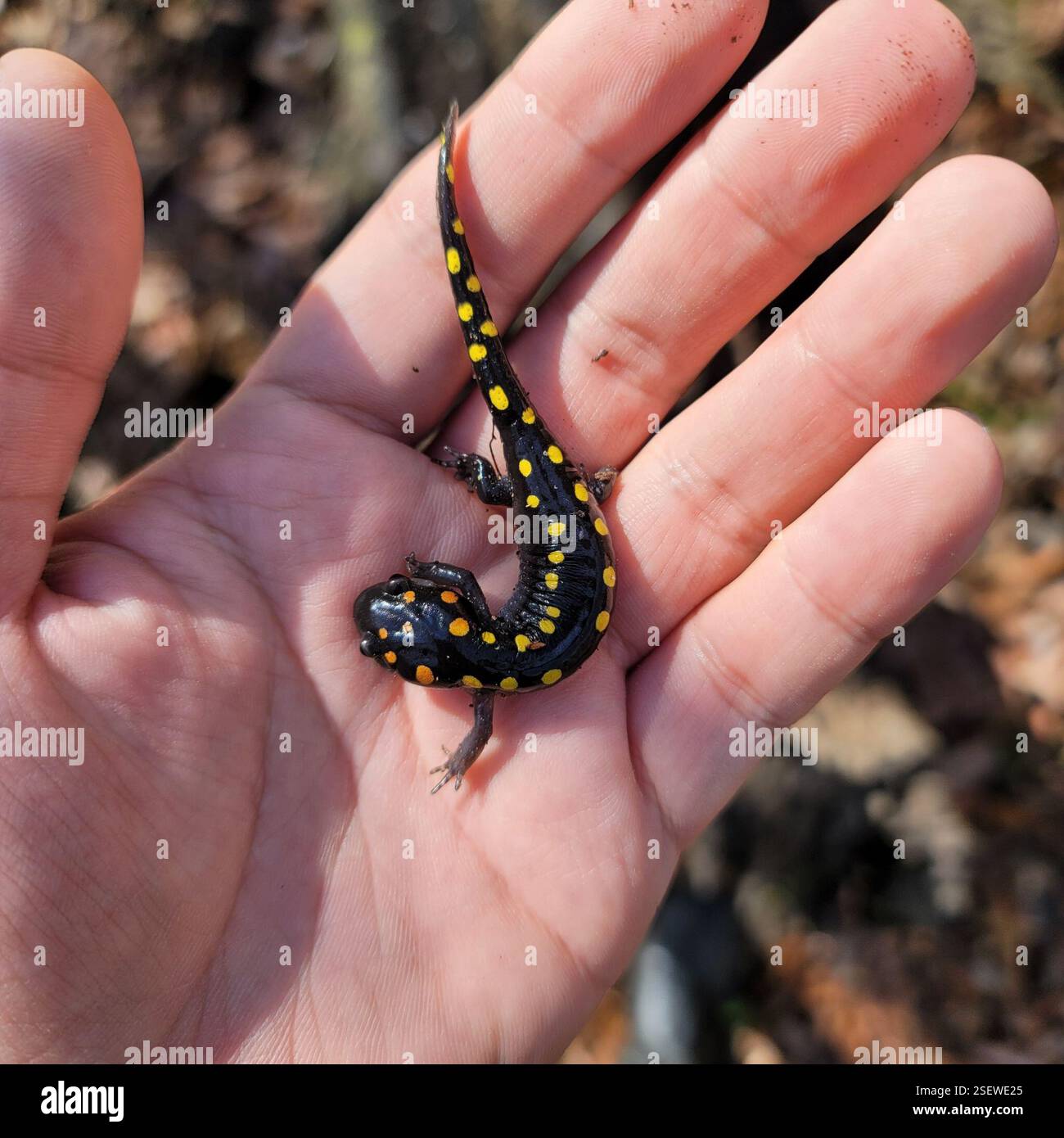 Spotted Salamander (Ambystoma maculatum), Amphibia, Alabama, US Stock ...