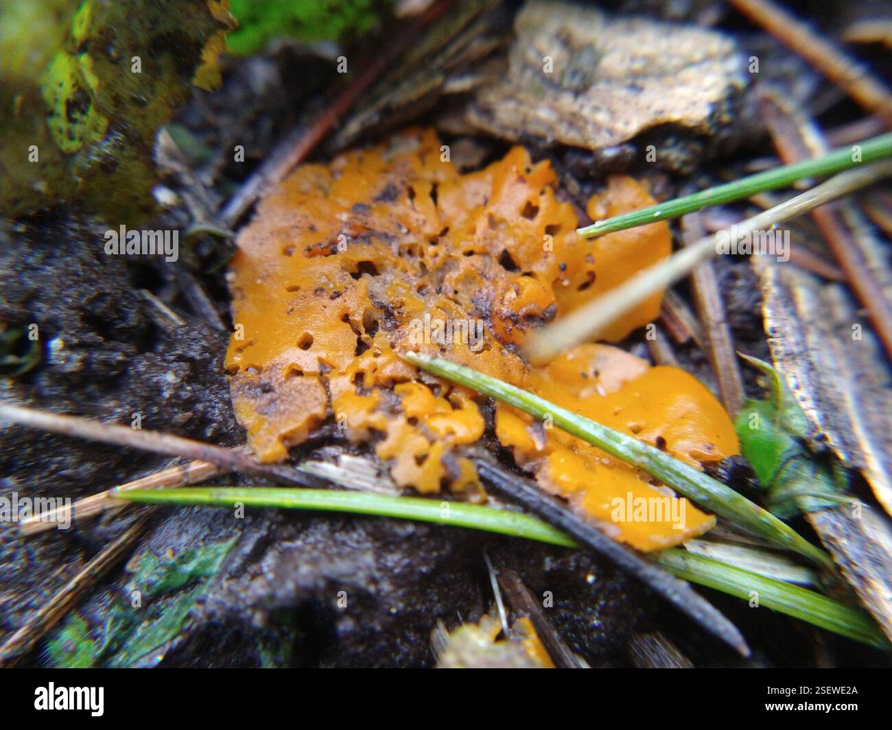 orange peel fungus (Aleuria aurantia), Fungi, California State ...