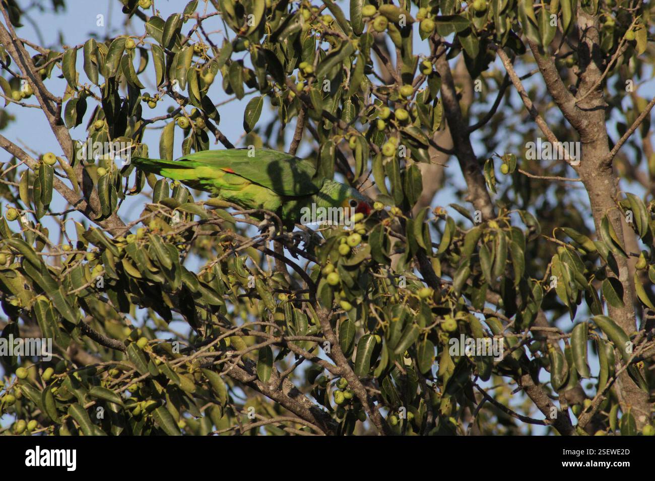 Red-lored Amazon (Amazona autumnalis), Aves, Jalisco, MX Stock Photo ...