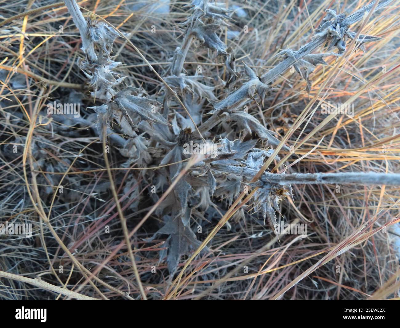 wavyleaf thistle (Cirsium undulatum), Plantae, Wind Cave National Park ...