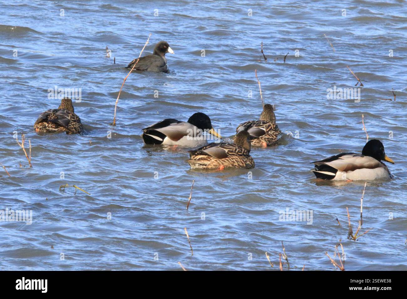 Mallard (Anas platyrhynchos), Aves, Benton, Oregon, United States Stock ...