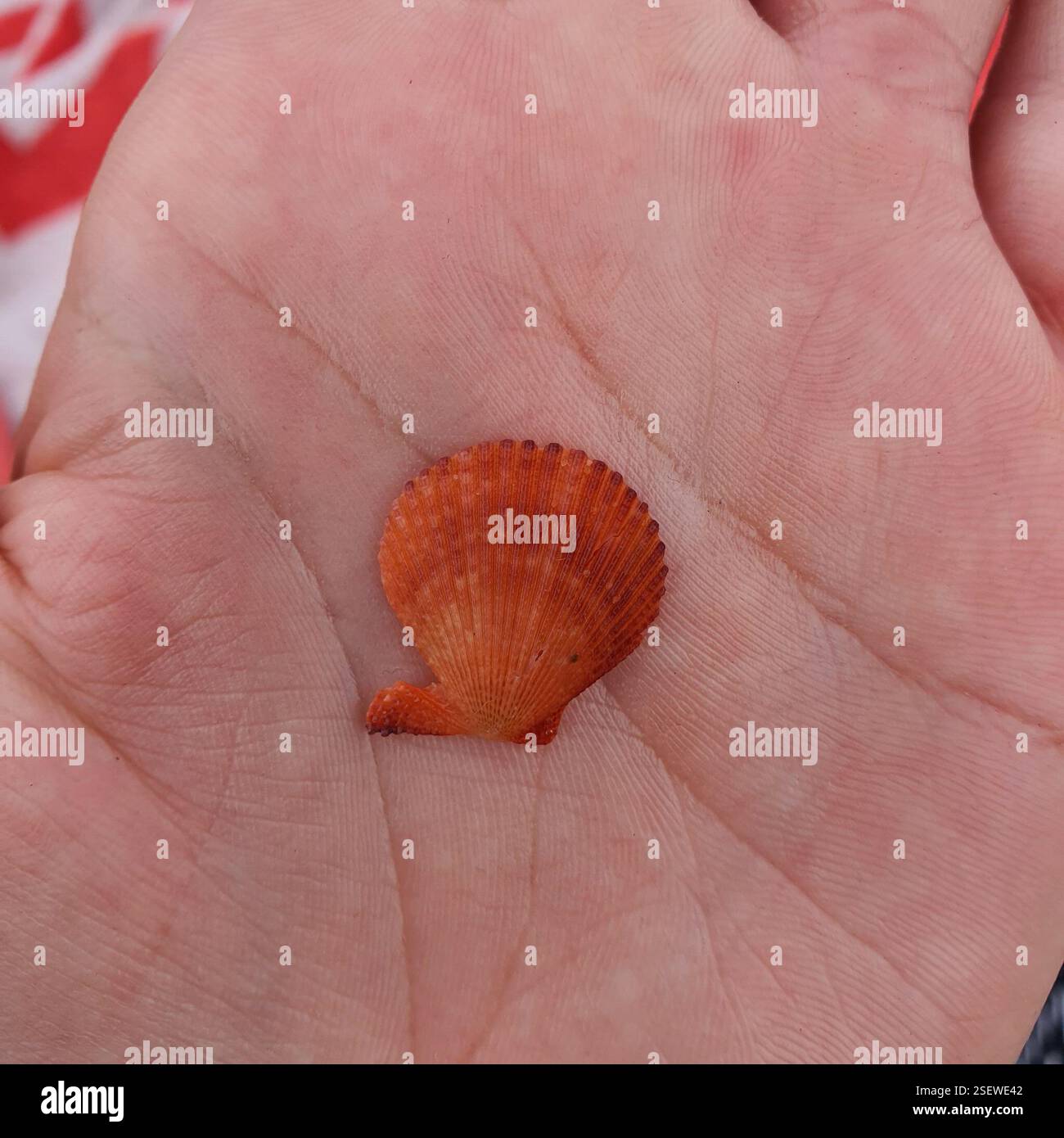 Doughboy Scallop (Mimachlamys asperrima), Mollusca, Bermagui NSW 2546, Australia Stock Photo - Alamy