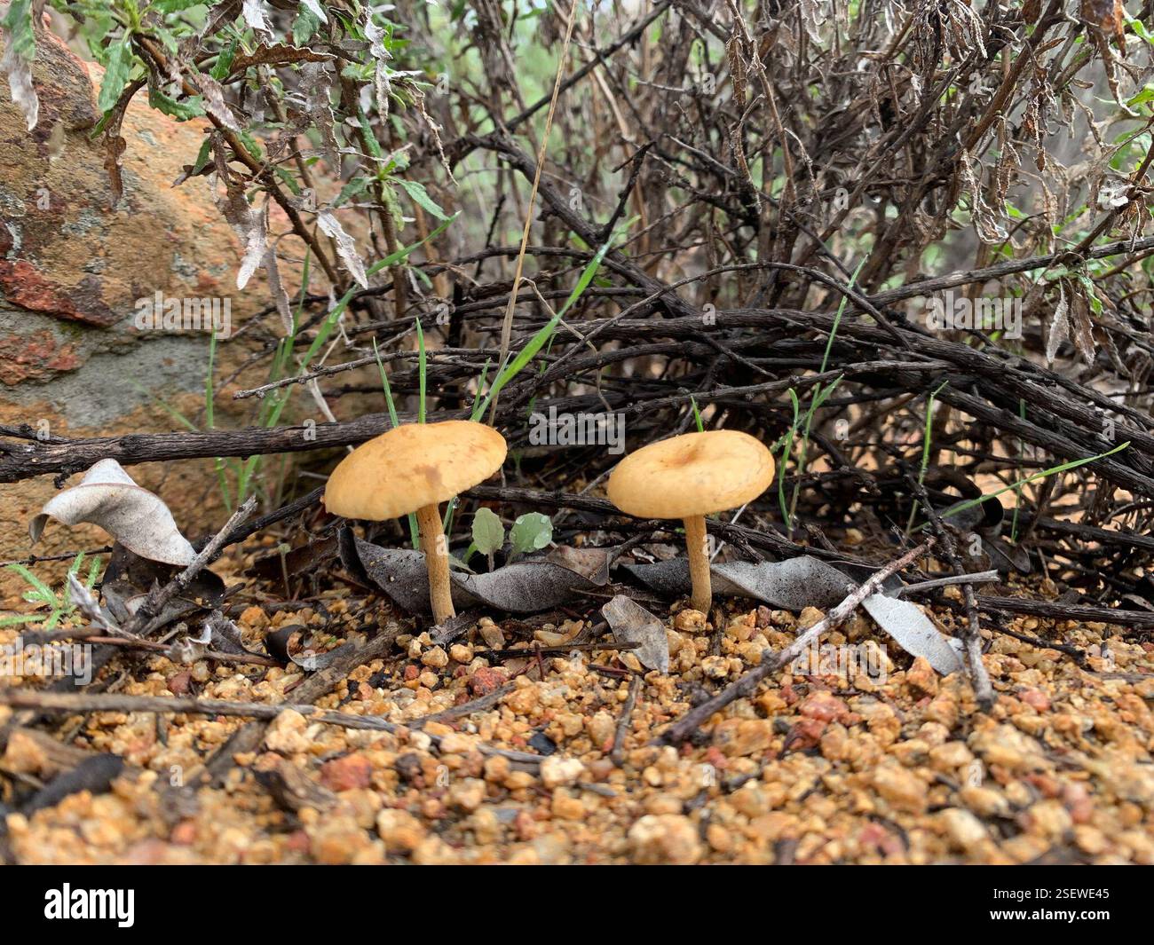 Common Fieldcap (Agrocybe pediades), Fungi, Ensenada, Baja California ...