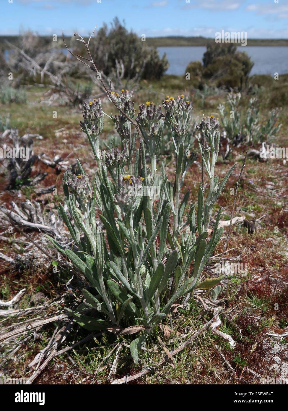 mountain fireweed (Senecio gunnii), Plantae, Central Plateau TAS 7304 ...