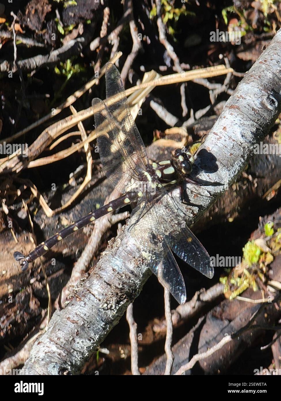 Carové's Giant Dragonfly (Uropetala carovei), Insecta, Greenstone, New ...