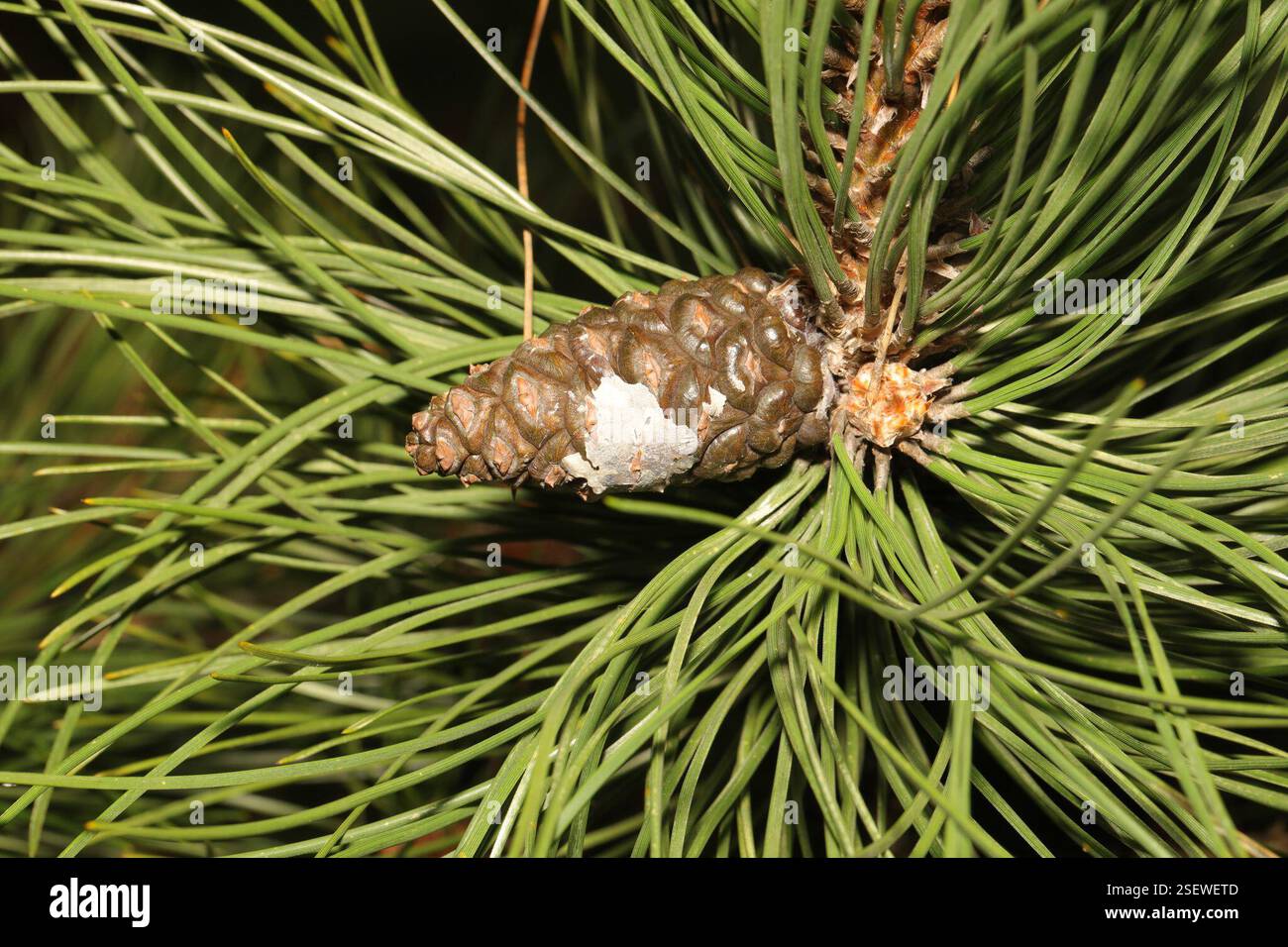 black pine (Pinus nigra), Plantae, Sefton Park, Mossley Hill Drive ...