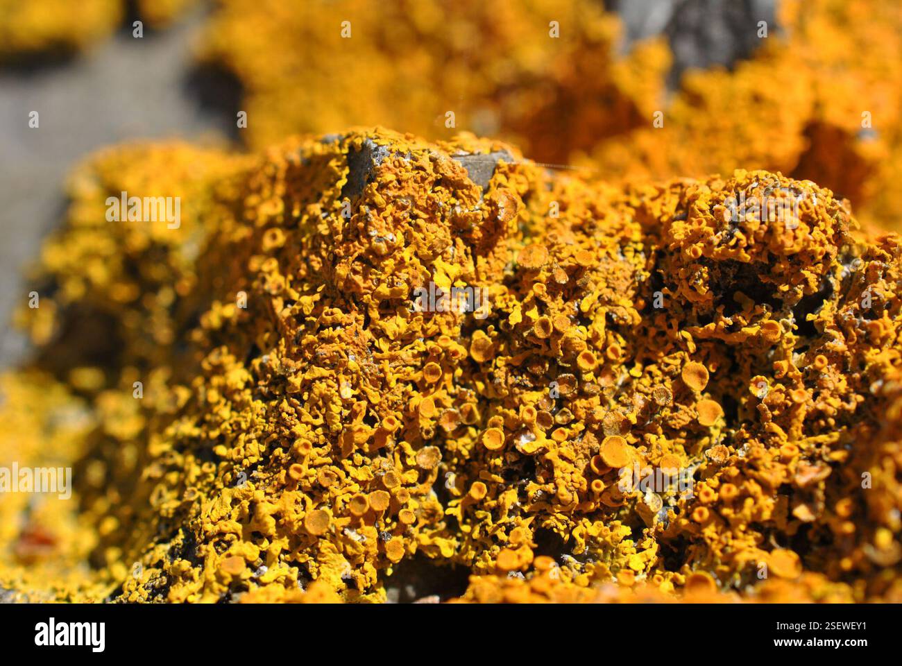 common lichens (Lecanoromycetes), Fungi, Deadmans Harbour, Blacks ...