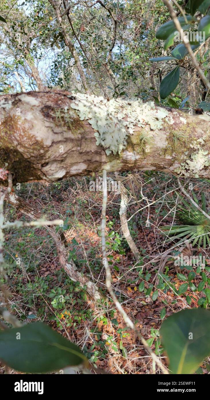 Myrtle Oak (Quercus myrtifolia), Plantae, Silver Springs, FL 34488, USA ...