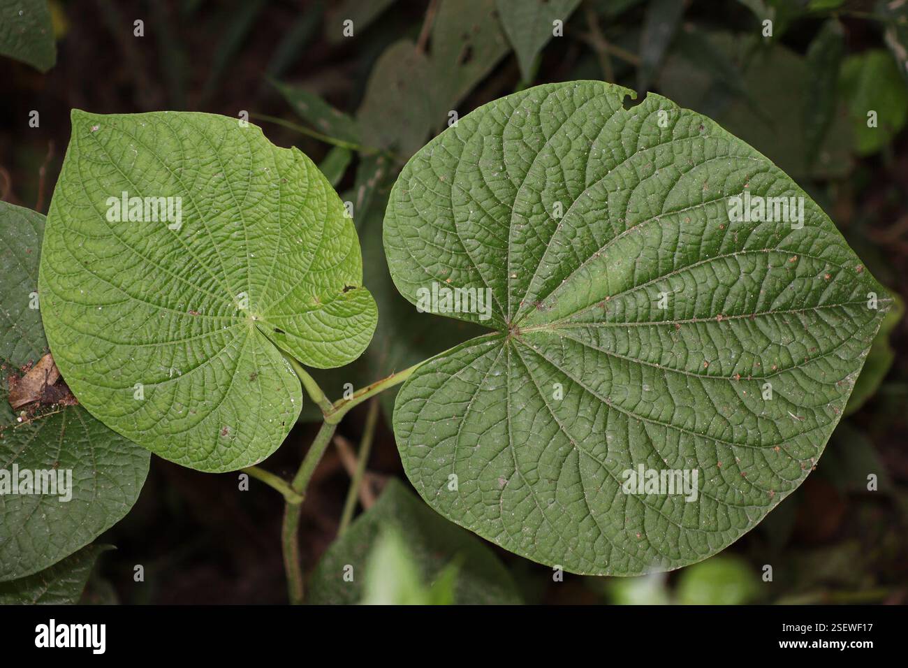 pariparoba (Piper umbellatum), Plantae, Araçariguama, SP, 18147-000 ...