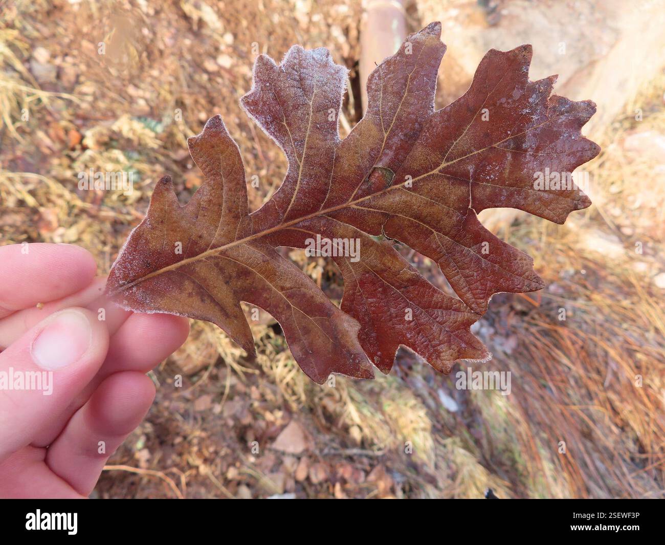bur oak (Quercus macrocarpa), Plantae, Fall River, South Dakota, United ...