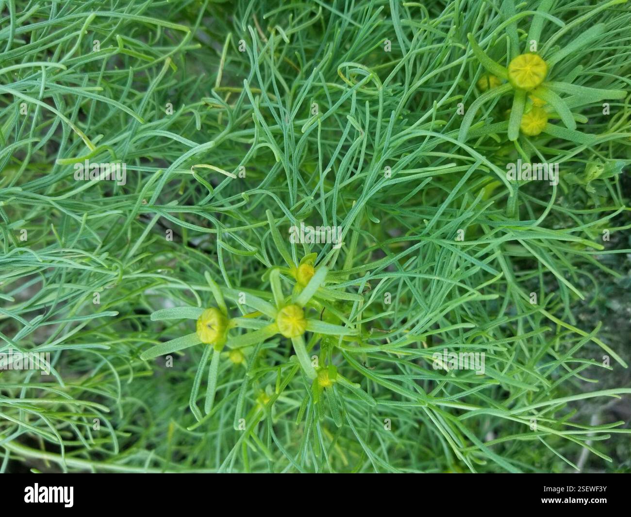 giant coreopsis (Leptosyne gigantea), Plantae, Oxnard, CA 93033, USA ...