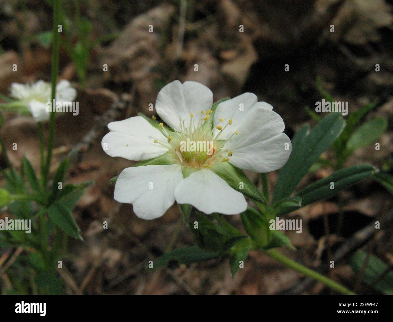 White Cinquefoil (Potentilla alba), Plantae, Неверкинский р-н ...