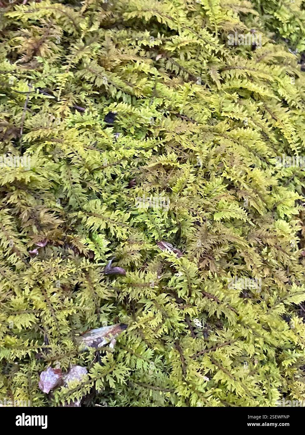 delicate fern moss (Thuidium delicatulum), Plantae, Marshall, VA, US ...