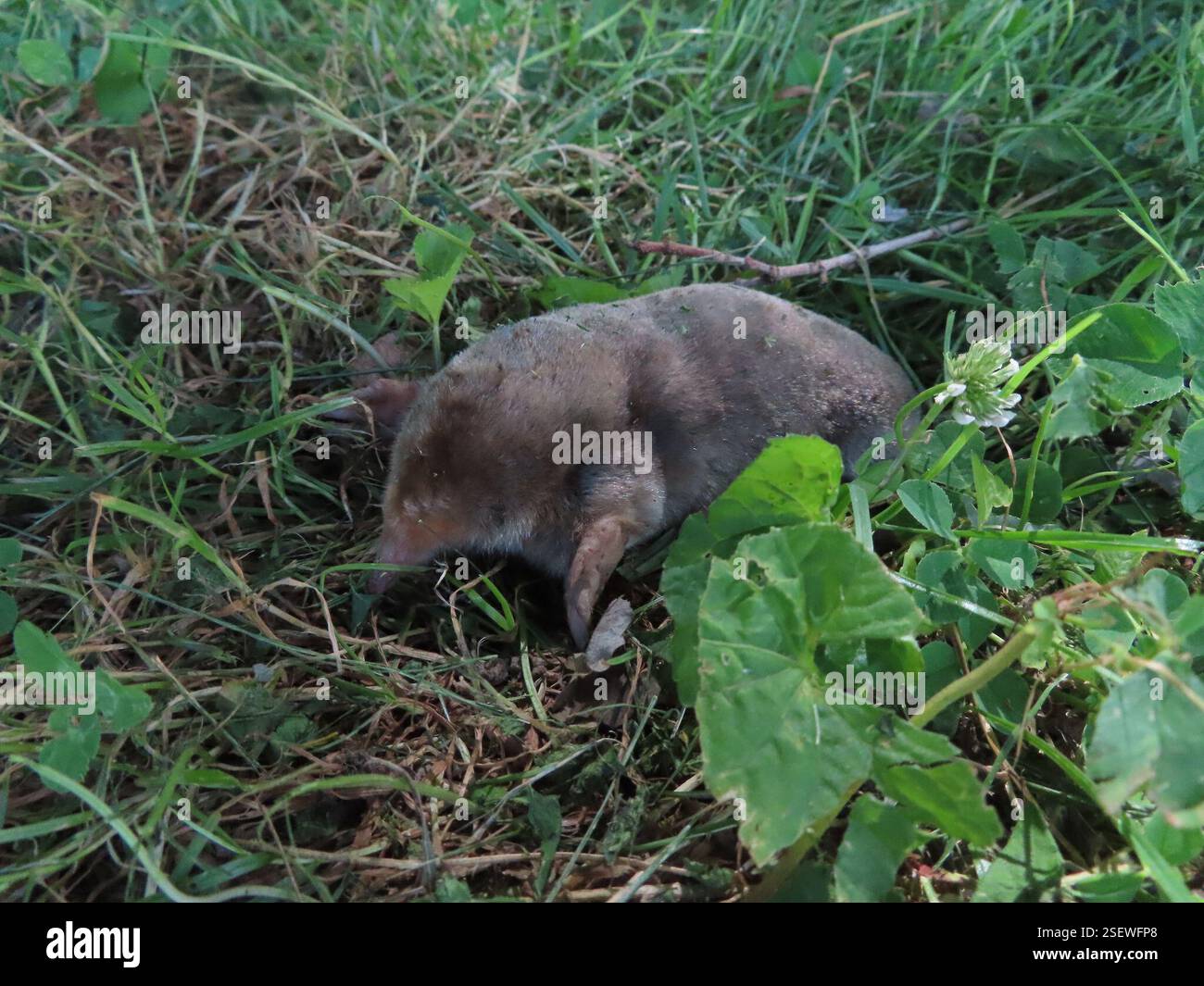 Eastern Mole (Scalopus aquaticus), Mammalia, Louisville, KY, USA Stock ...