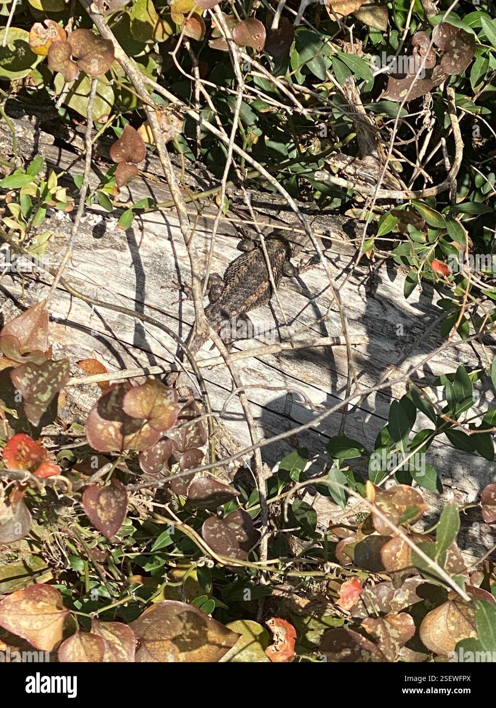 Texas Spiny Lizard (Sceloporus olivaceus), Reptilia, Legacy Oak, Fort ...