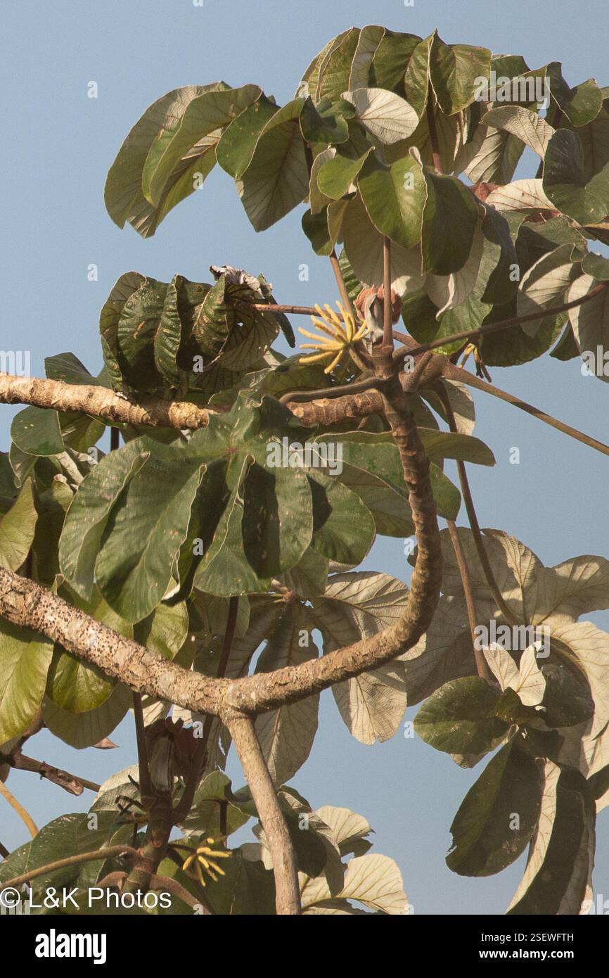 trumpet tree (Cecropia peltata), Plantae, Orange Walk District, Belize ...