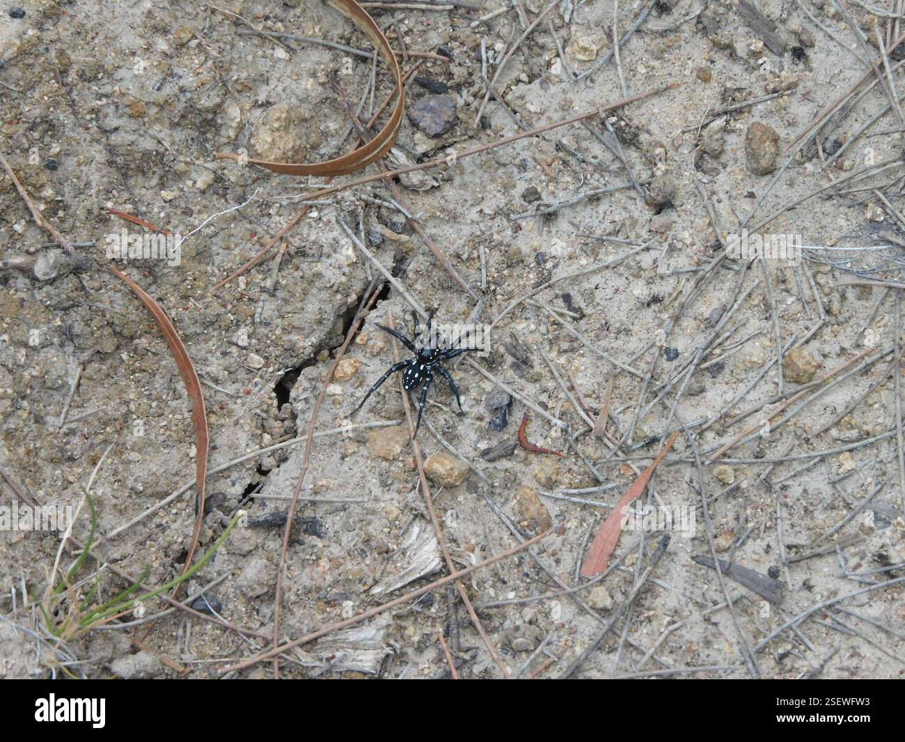 White-spotted Swift Spider (Nyssus albopunctatus), Arachnida, Hobart ...