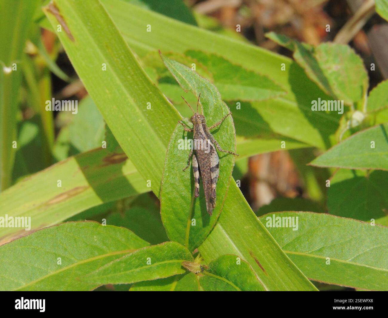 (Abracrini), Insecta, Parque Estadual da Lapa Grande Stock Photo - Alamy
