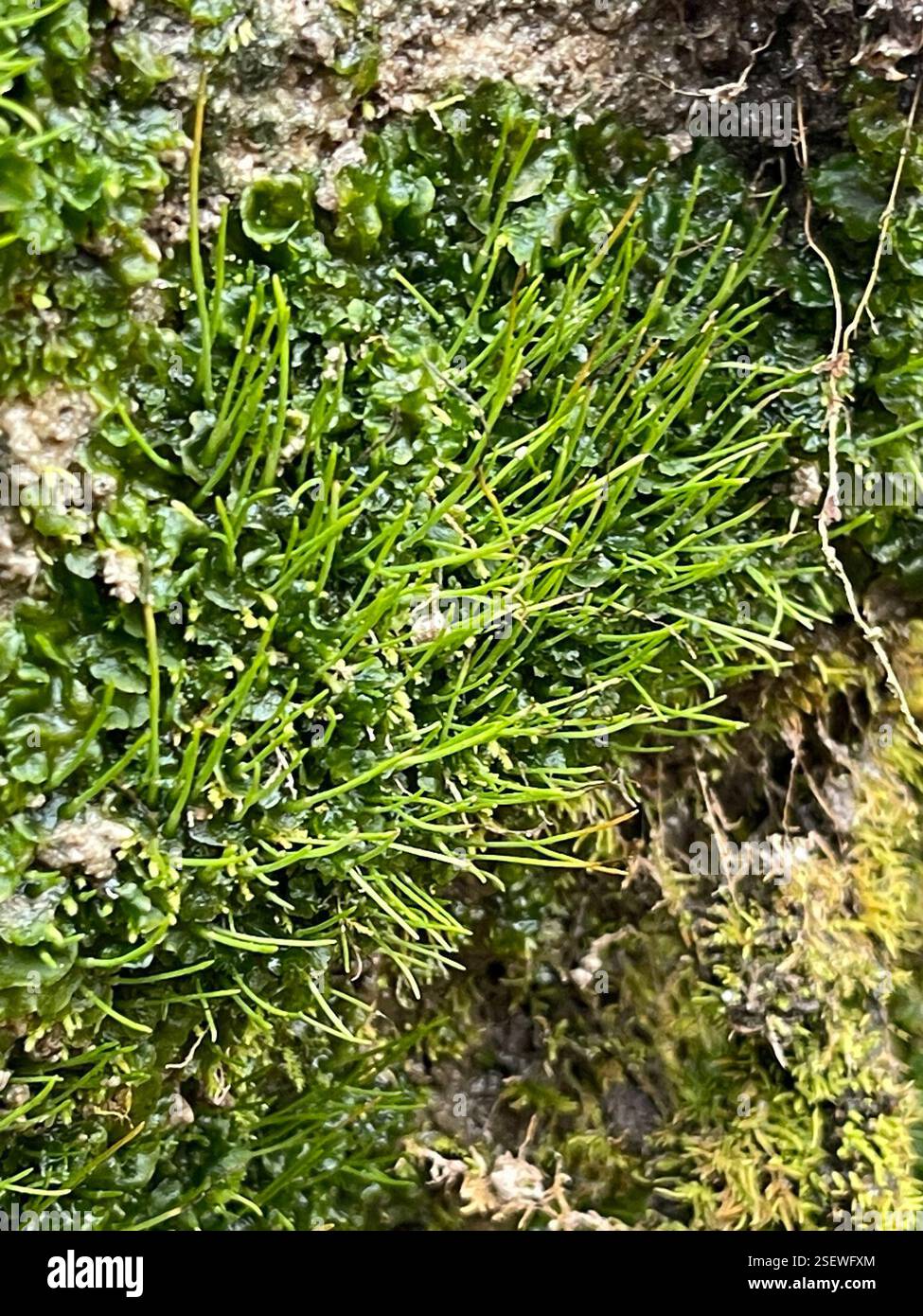 Carolina hornwort (Phaeoceros carolinianus), Plantae, Torreya State ...
