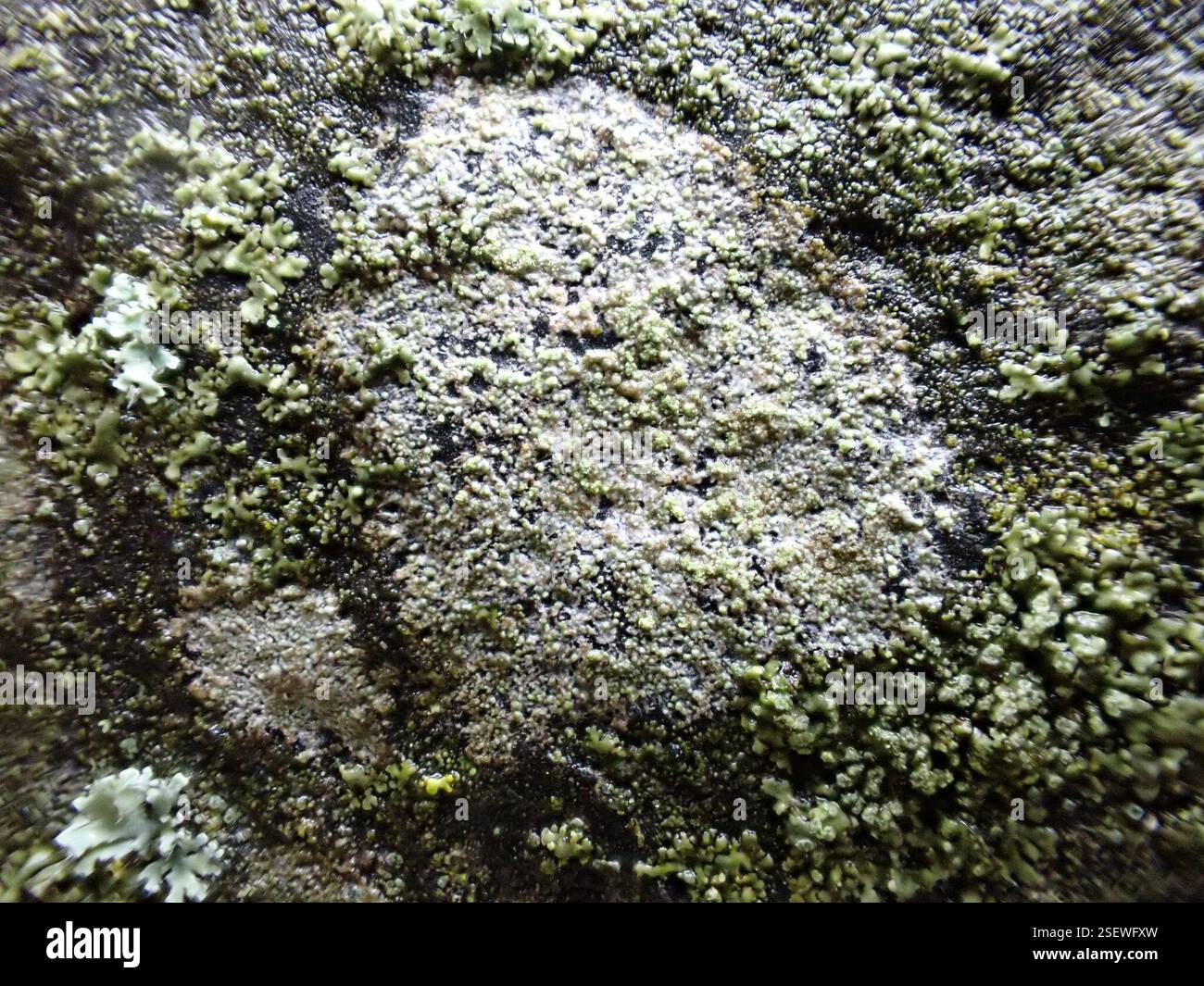 (Porpidia soredizodes), Fungi, Lek, Groot-Ammers, South Holland, NL, On ...