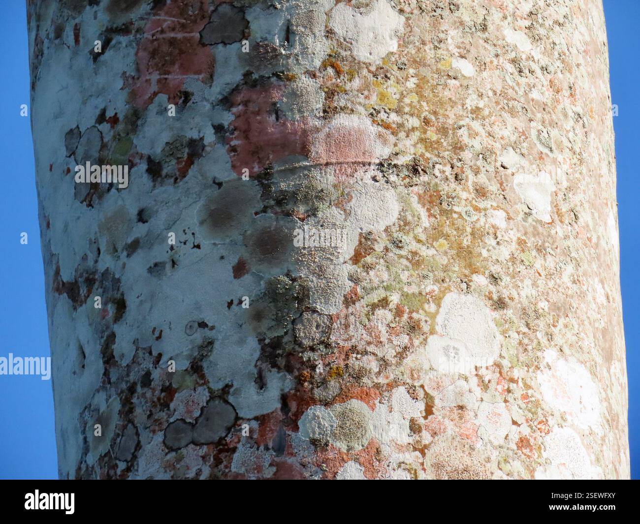 Royal Palm (Roystonea regia), Plantae, Carretera Candelaria Soroa ...