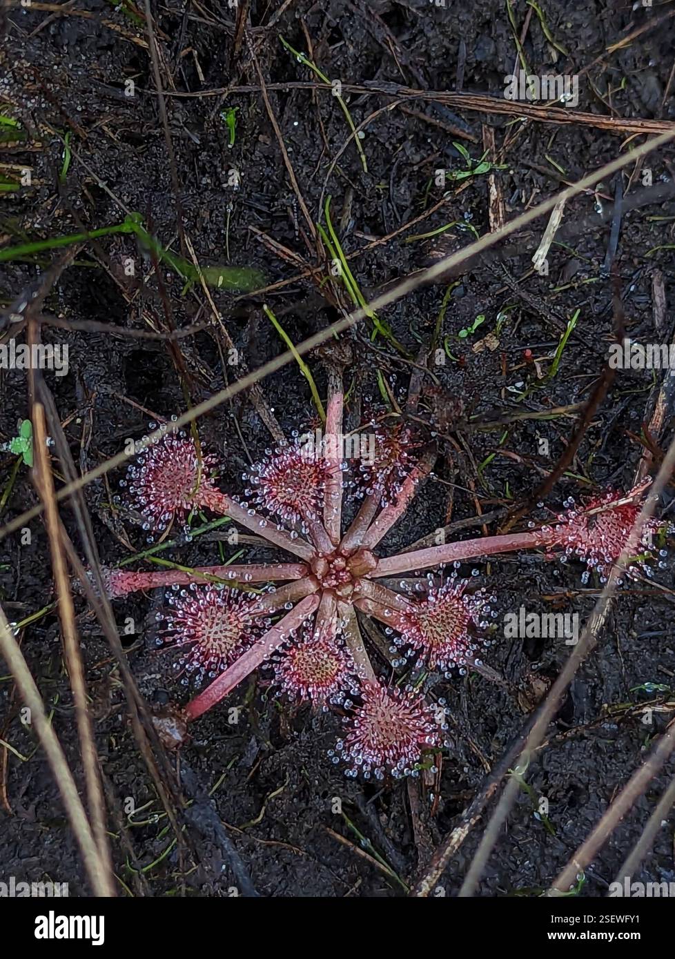 Pink Sundew (Drosera capillaris), Plantae, DeLand, FL 32724, USA, Very ...