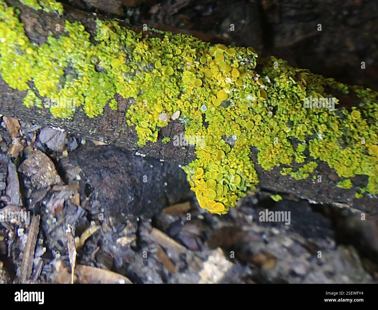 Pin-cushion Sunburst Lichen (Polycauliona polycarpa), Fungi, California ...