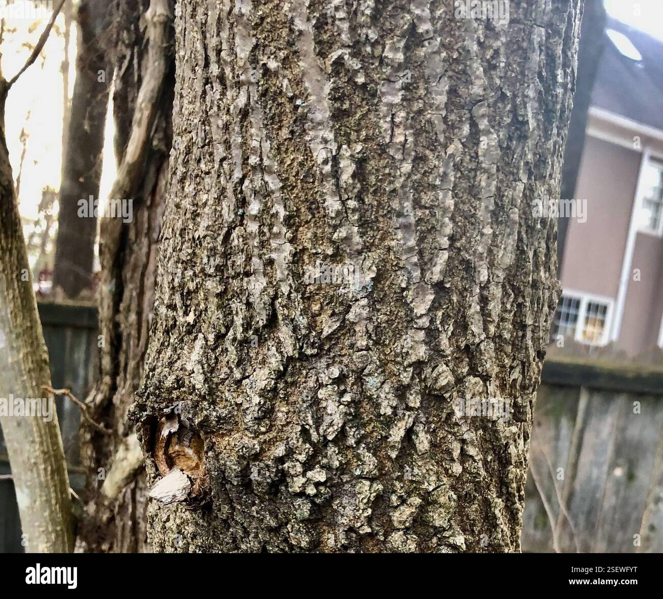 green ash (Fraxinus pennsylvanica), Plantae, Water Oak Rd, Charlotte ...