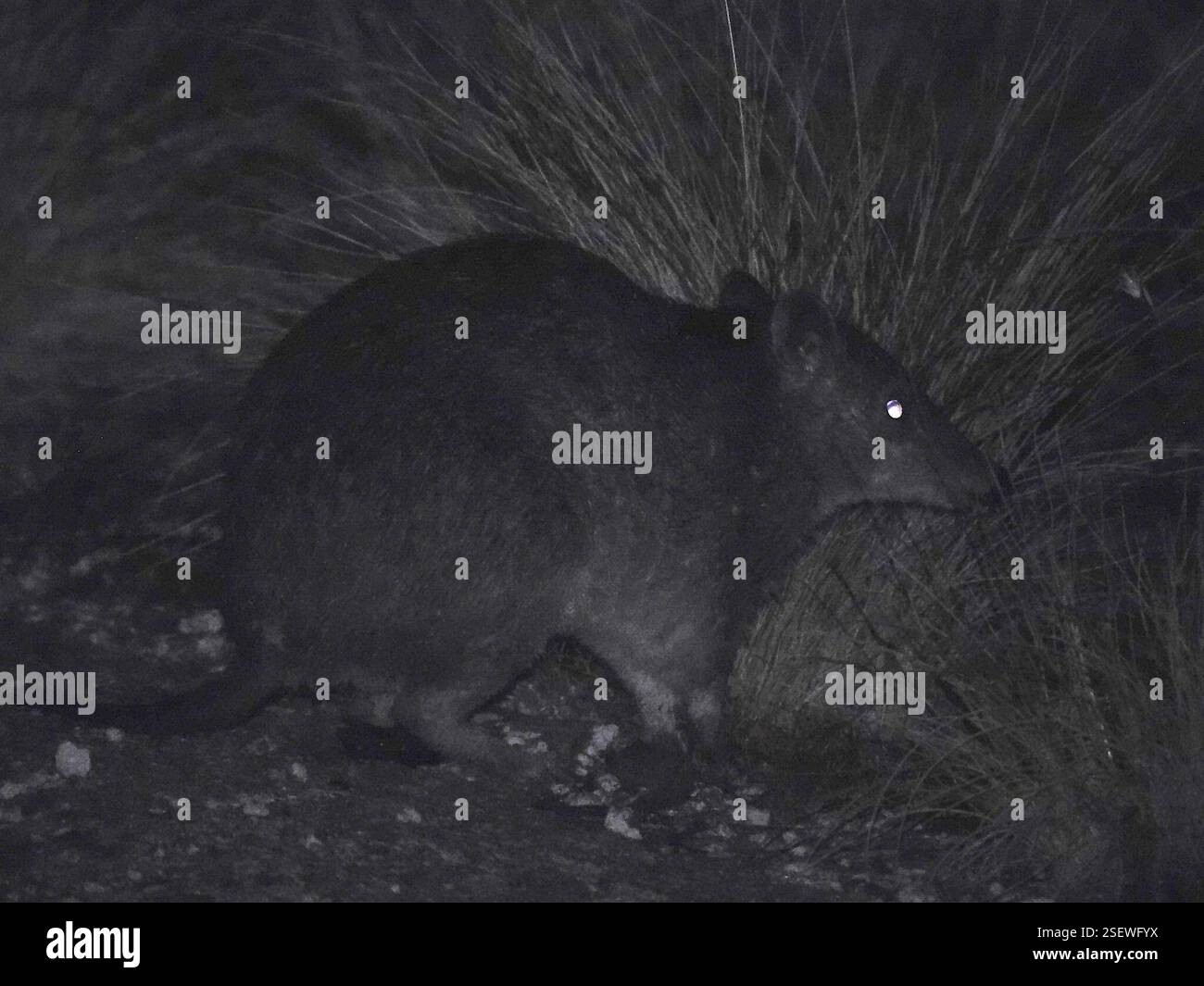 Southern Brown Bandicoot (Isoodon obesulus), Mammalia, Hobart TAS ...