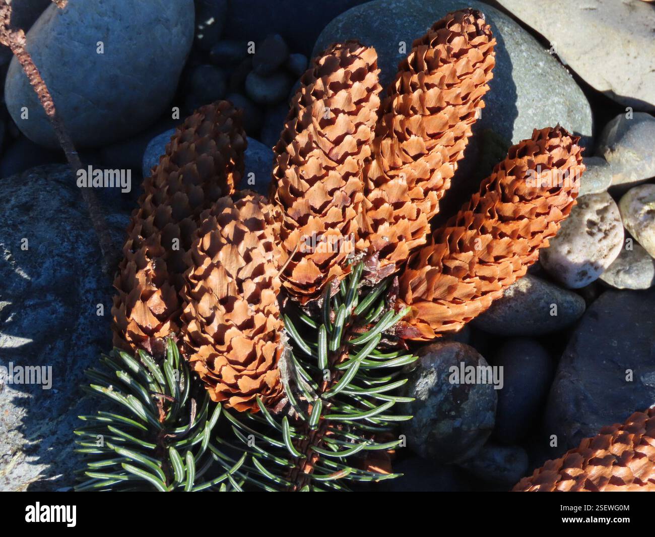Sitka spruce (Picea sitchensis), Plantae, Capital, BC, Canada Stock ...