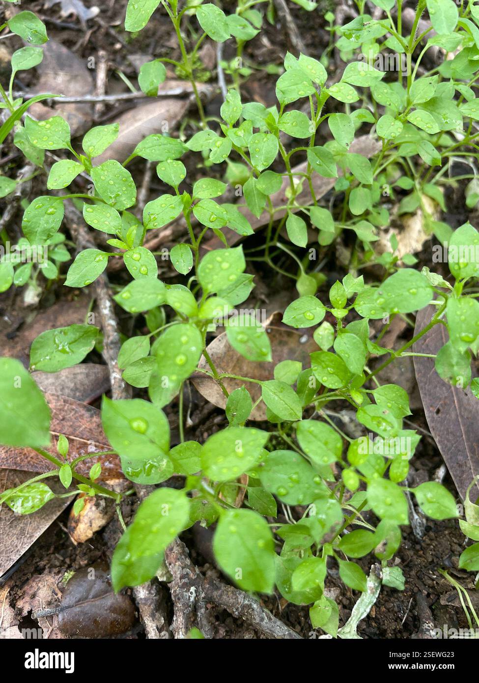 chickweeds (Stellaria), Plantae, Rancho San Antonio County Park and ...