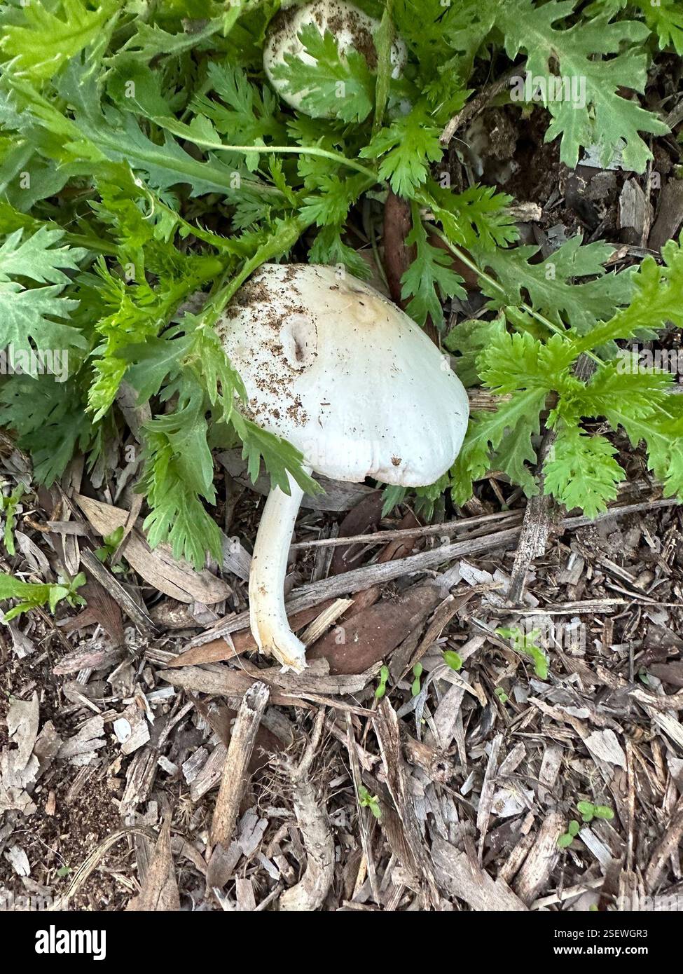 California Agaricus (Agaricus californicus), Fungi, Lmu Dr, Los Angeles ...