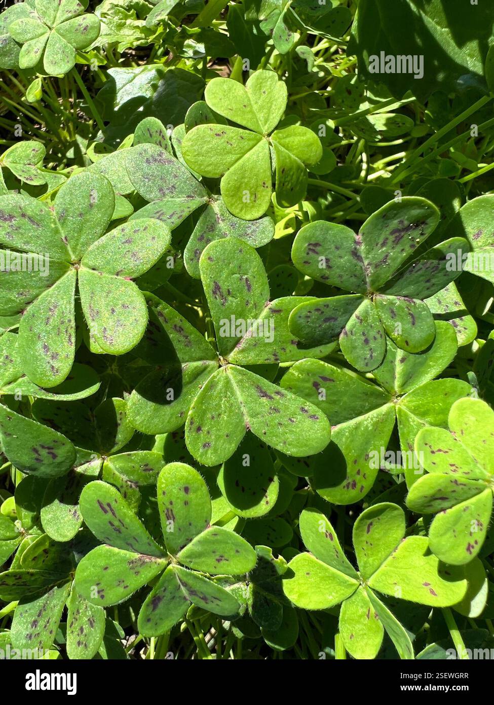 Bermuda buttercup (Oxalis pes-caprae), Plantae, Locke Paddon Wetlands ...