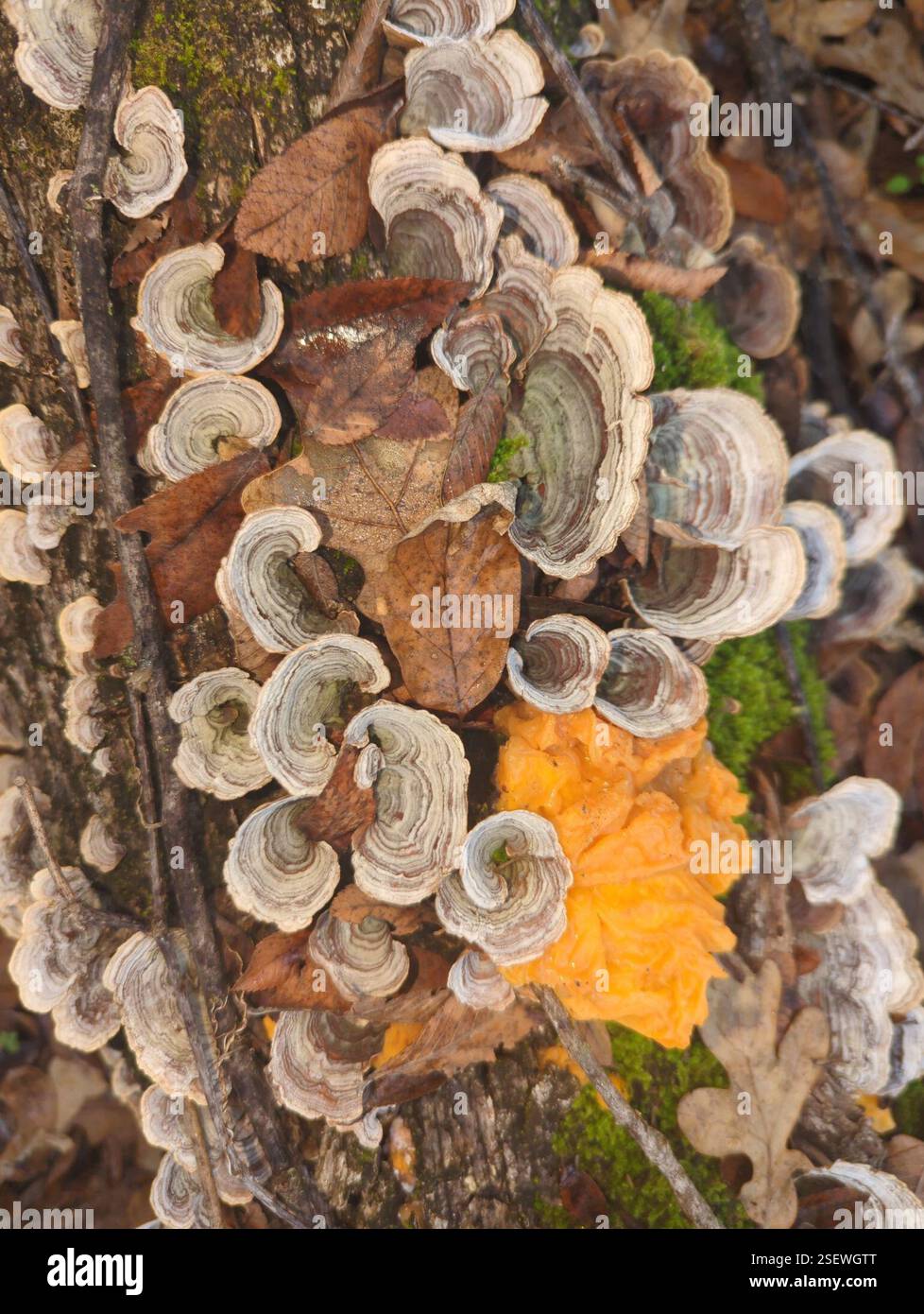 golden ear (Naematelia aurantia), Fungi, Lewisville, TX 75022, USA ...
