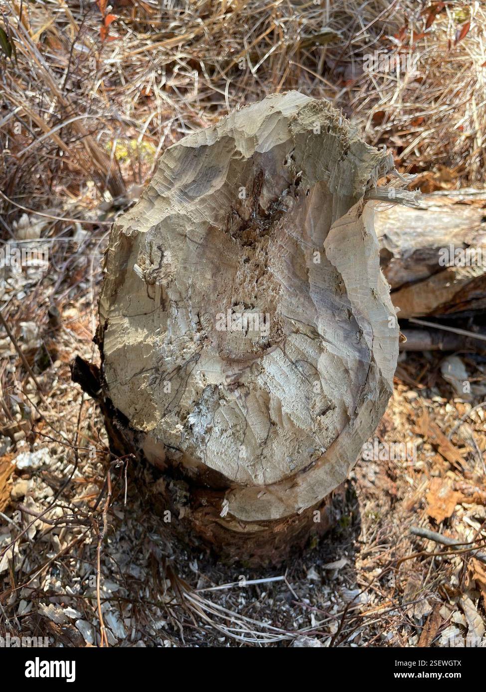 American Beaver (Castor canadensis), Mammalia, Gilmanton Iron Works, NH ...