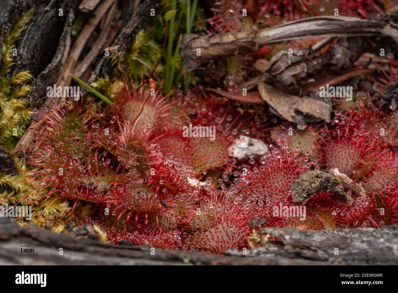 dwarf sundew (Drosera brevifolia), Plantae, Duval, Florida, United ...