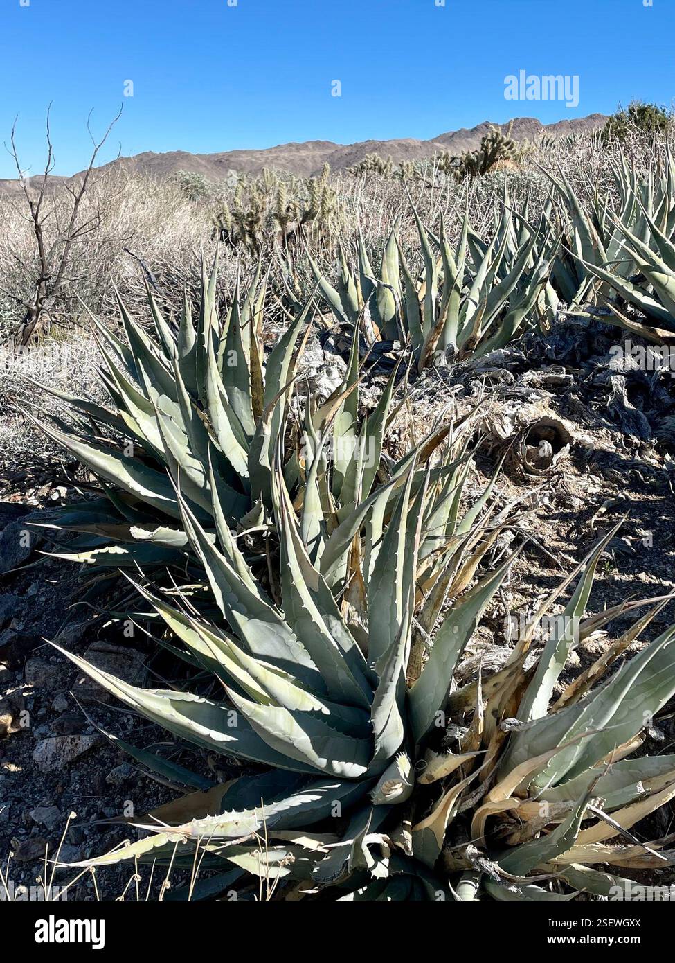 desert agave (Agave deserti), Plantae, Santa Rosa and San Jacinto ...