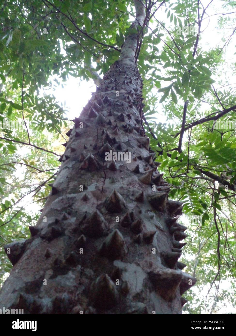 Tambataru (Zanthoxylum rhoifolium), Plantae, Paraguay Stock Photo - Alamy