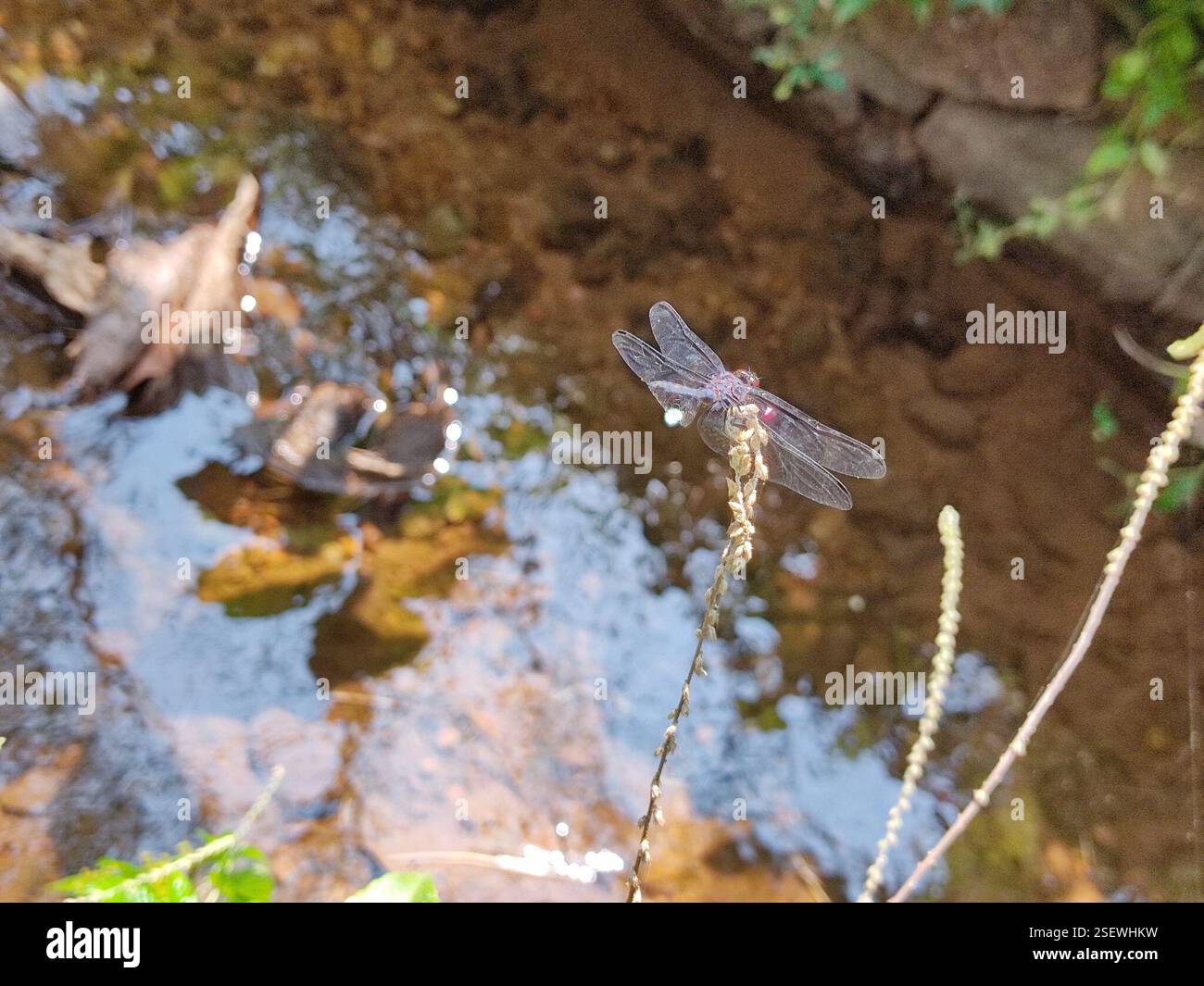 Indigo Dropwing (Trithemis festiva), Insecta, 8RC5+RPH, Kumplampoika ...