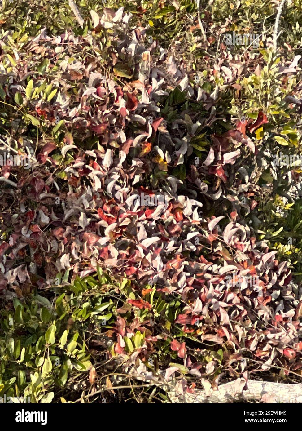 sawbrier (Smilax glauca), Plantae, Hyde County, US-NC, US Stock Photo ...